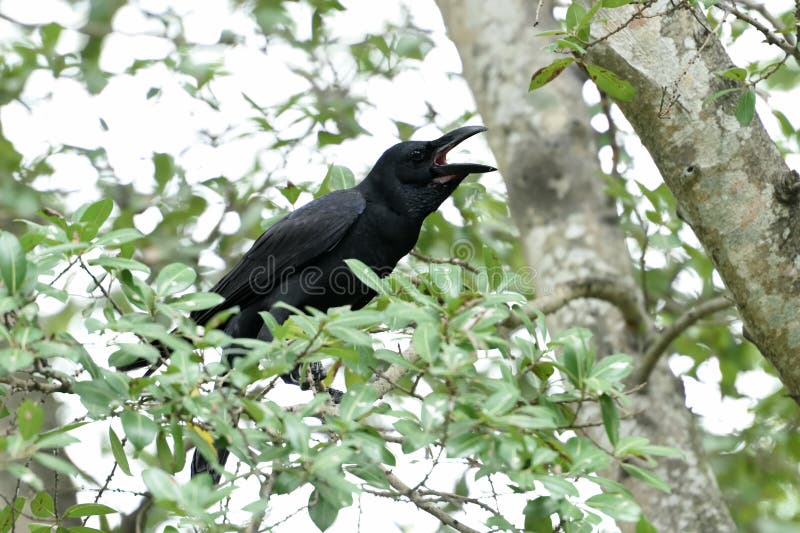 Crow stock image. Image of feather, animal, bill, park - 132652691