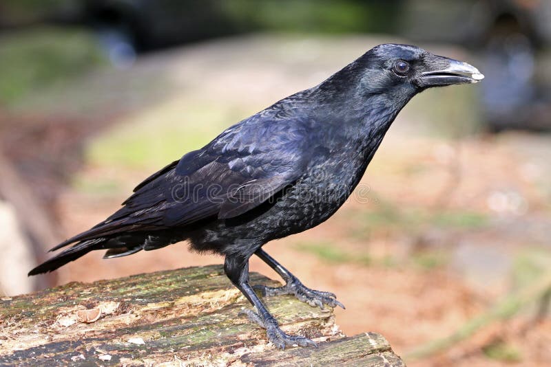 Crow standing on wood stock photo. Image of bird, avian - 65511124