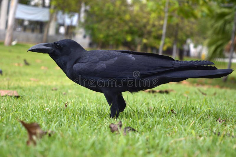 Crow stock photo. Image of avian, sunning, predator, european - 66877118