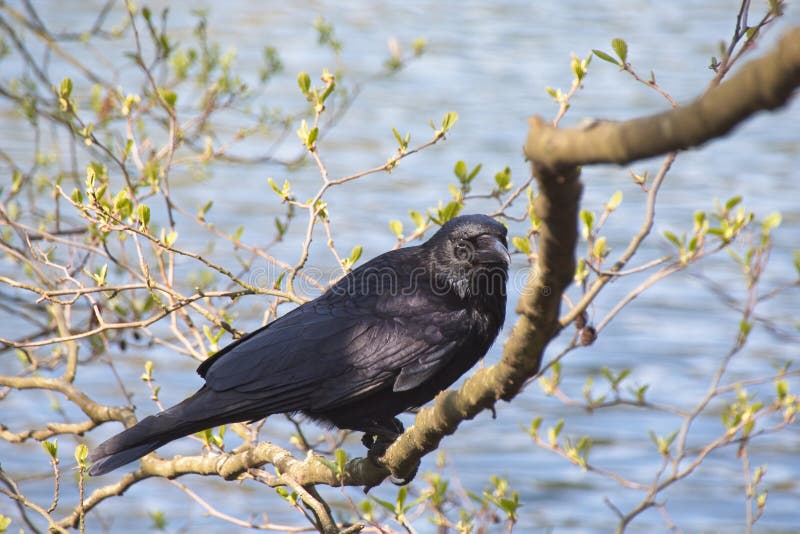 Crow on a branch stock image. Image of blue, animal - 229239541