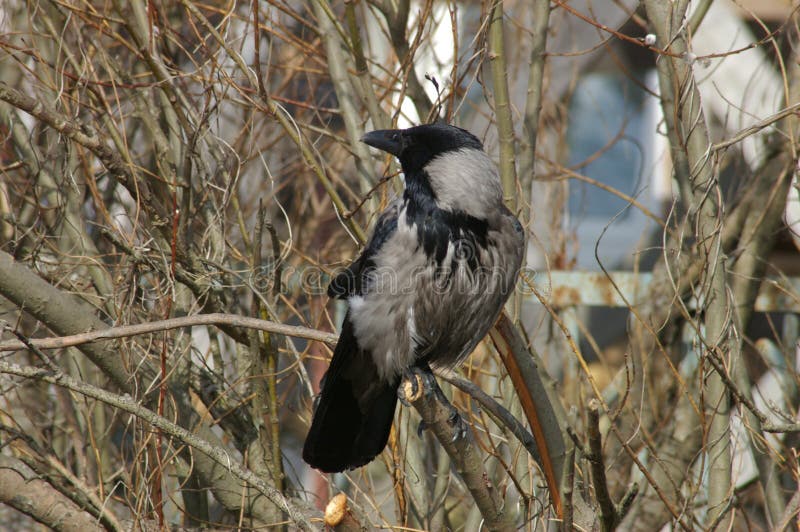 Crow on a branch stock photo. Image of evil, freedom - 25128560