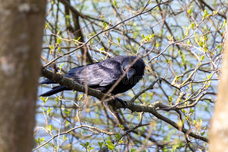 Crow on a branch stock image. Image of black, birds - 267587747
