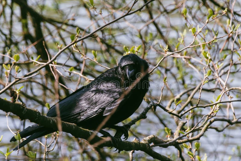 Crow on a branch stock image. Image of animal, raven - 267587787
