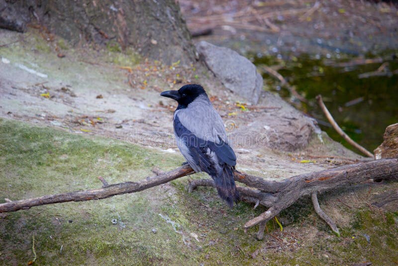 Crow on the branch stock photo. Image of animal, wings - 183057436