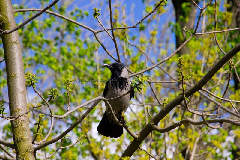 Crow on the branch stock photo. Image of plumage, feather - 130805206