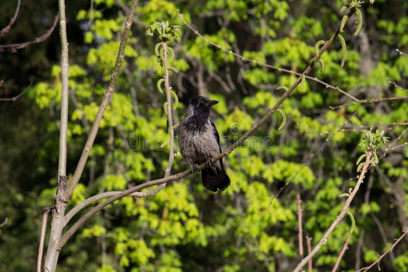 Crow on the branch stock photo. Image of plumage, feather - 130805206