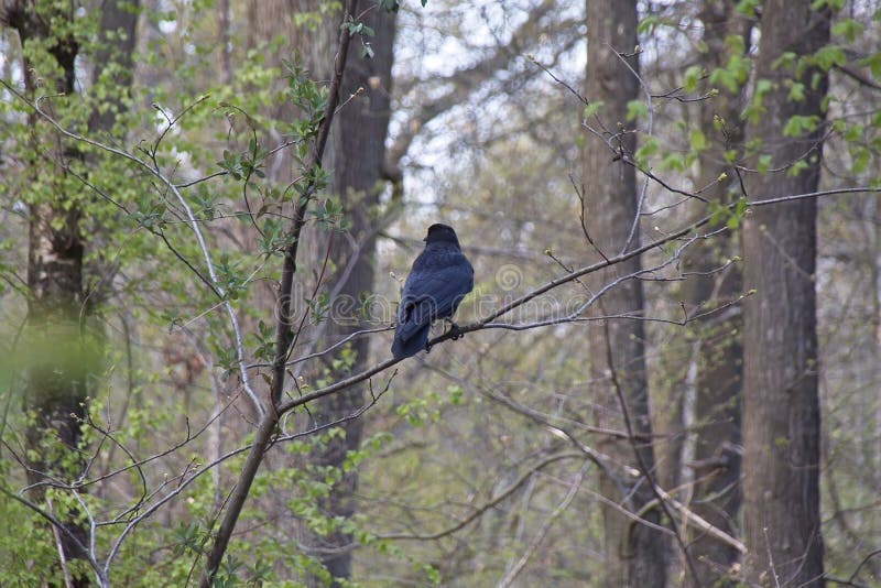 Crow on a branch stock photo. Image of branch, outdoors - 228117782