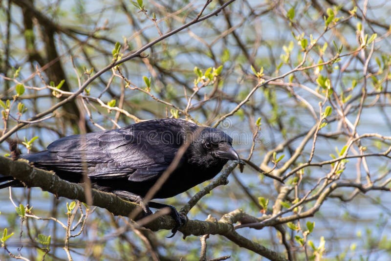 Crow on a branch stock photo. Image of branch, feathers - 267587756