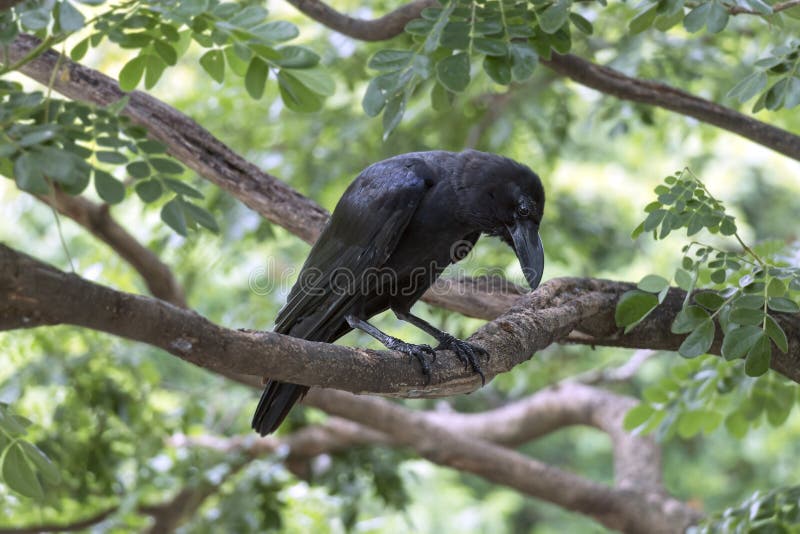 The Crow is on a Branch at the Park. Stock Photo - Image of clipping ...