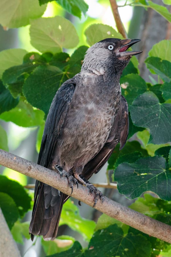 Crow on a Branch in a Tree, Green Leafs Behind - Cioara - Corb ...
