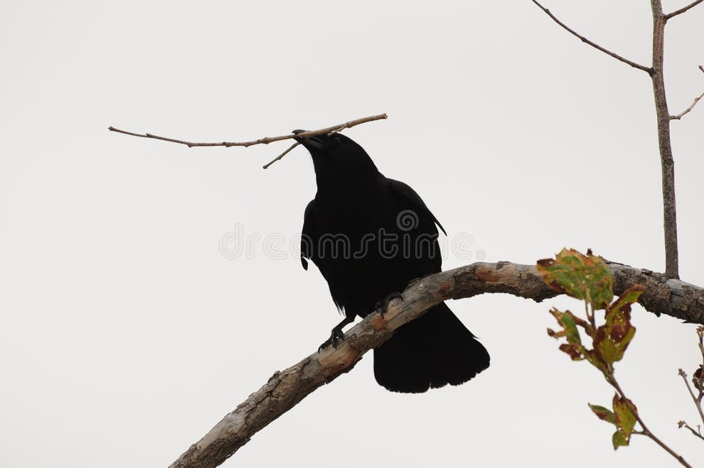 Crow on Branch with Twig, Symbolizing Intelligence and Resourcefulness ...