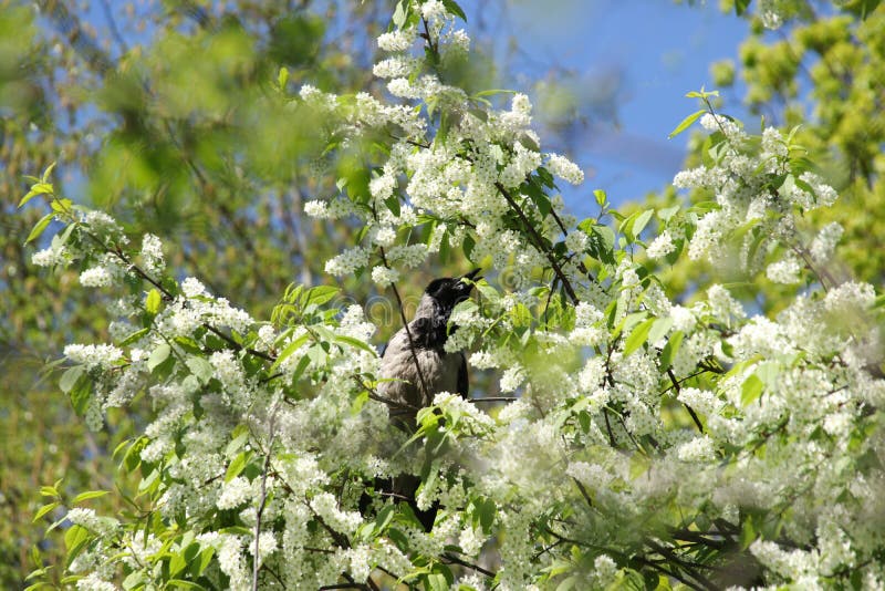 Crow in the Branches of Spring Cherry Blossoms in the Spring Against a ...