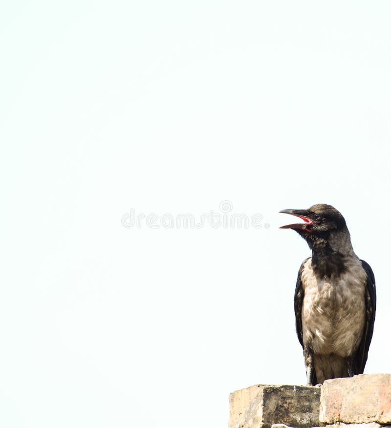 Crow on Brick Wall Isolated on White Stock Image - Image of frugilegus ...