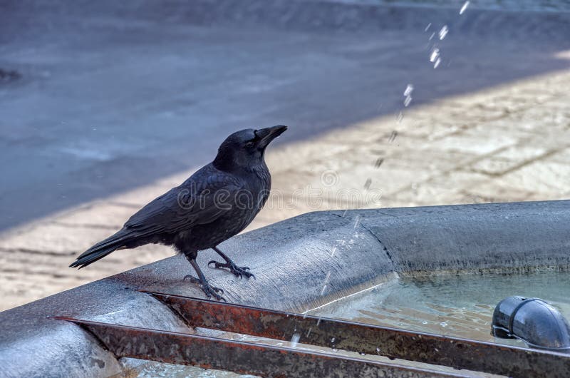 Crow on the Brim of a Well stock image. Image of refresh - 236360843