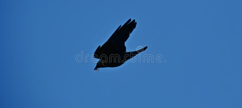 A Crow with a Bug Caught in Its Beak Stock Image - Image of flower ...