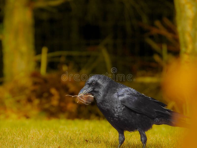 Crow building nest stock photo. Image of wildlife, beak - 275873226