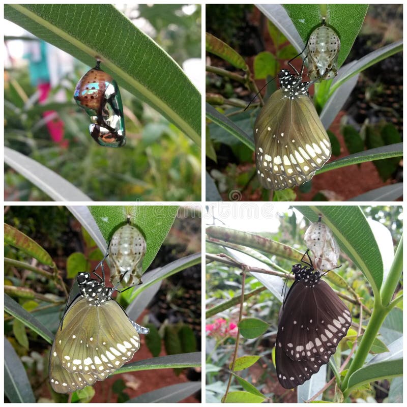 Crow Butterfly Chrysalis Process Steps Stock Image - Image of wildlife ...