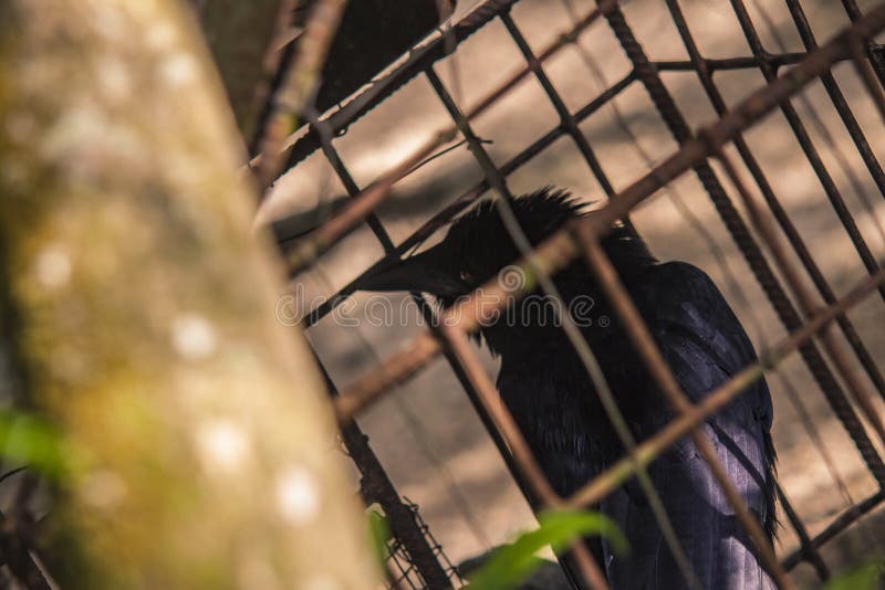 Crow in a cage stock photo. Image of look, black, trapped - 10198260
