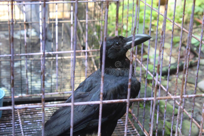 Crow in a cage stock photo. Image of look, black, trapped - 10198260