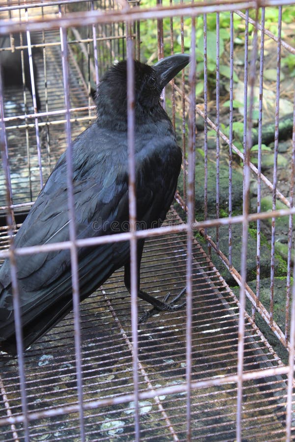 Crow in a cage stock photo. Image of look, black, trapped - 10198260