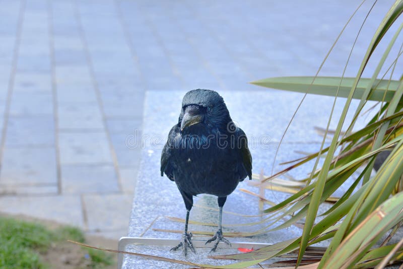 Crow Came To Sit Next To Me Stock Photo - Image of pavement, bird ...
