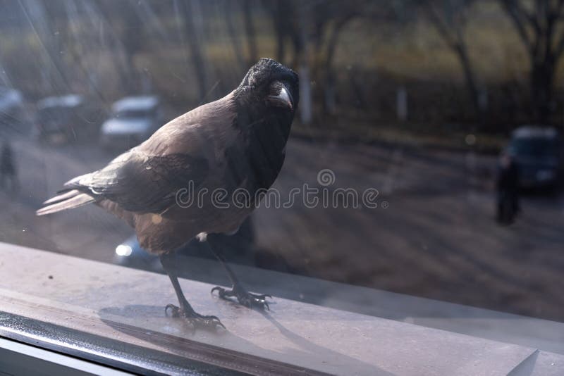 223 Bald Crow Stock Photos - Free & Royalty-Free Stock Photos from ...