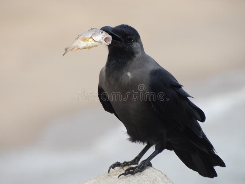 Crow caught fish stock photo. Image of caught, food, nature - 50640534