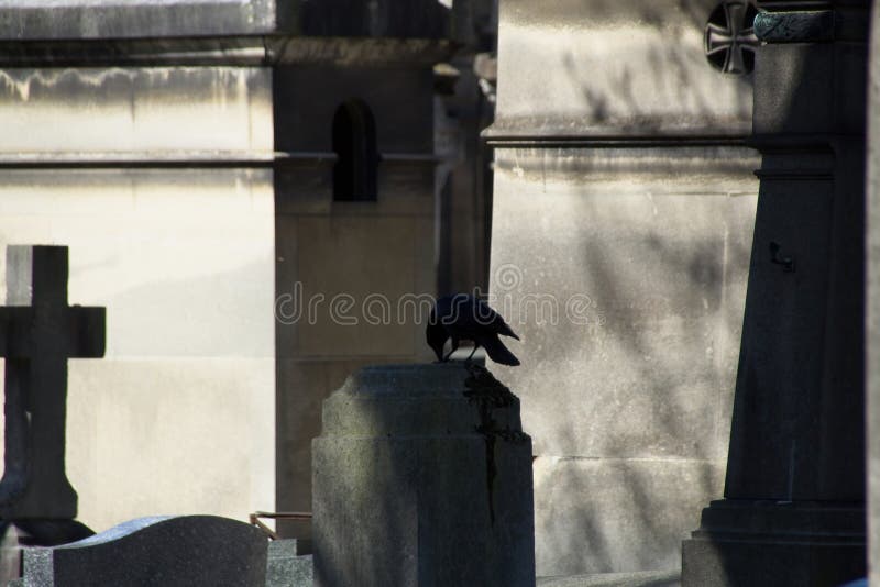 A crow in a cemetery stock image. Image of vintage, monument - 245269713