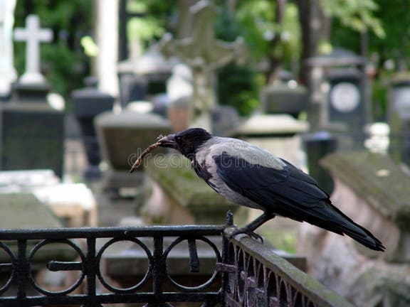 Crow at the cemetery stock photo. Image of bird, mourning - 26974