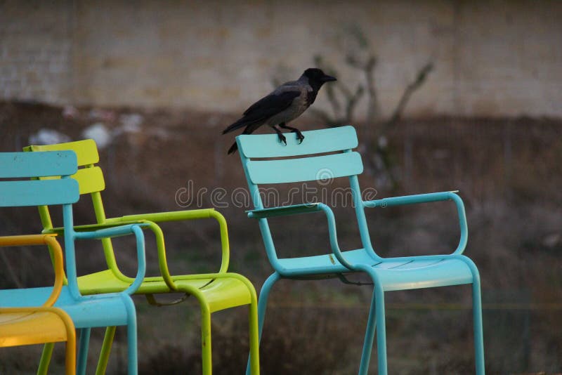 Crow on a chair stock photo. Image of branch, wing, wood - 264792288