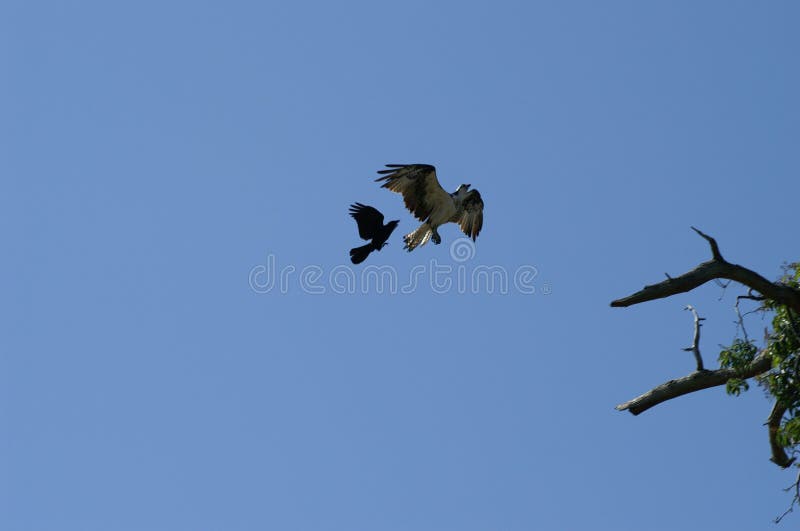 Crow Chasing Hawk in Flight Stock Photo - Image of background, flight ...