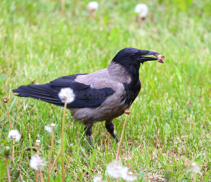Crow with a Chicken Bone in Its Beak in the Green Grass Stock Photo ...
