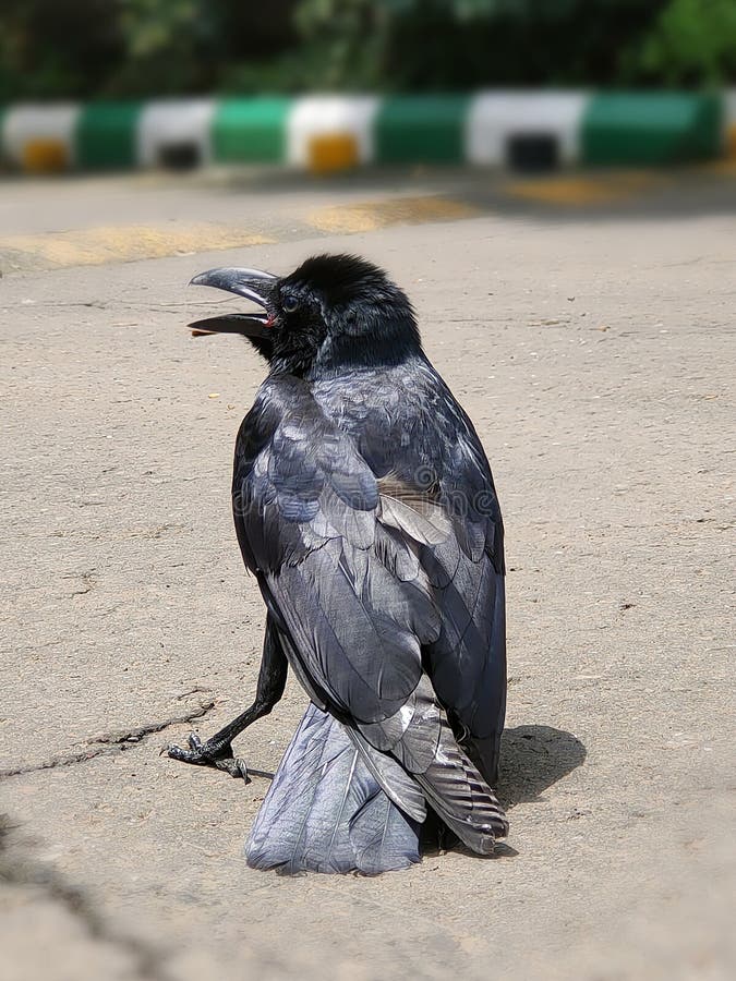 Crow Child baby stock photo. Image of baby, crow, duck - 337104944