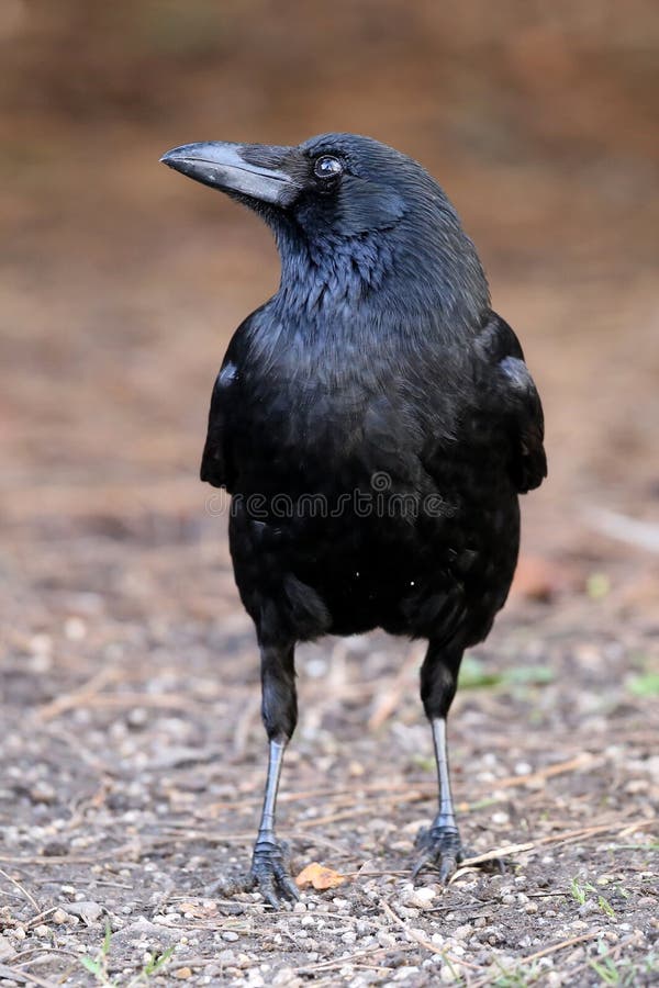 Crow stock image. Image of shot, animal, crow, food, black - 33802789