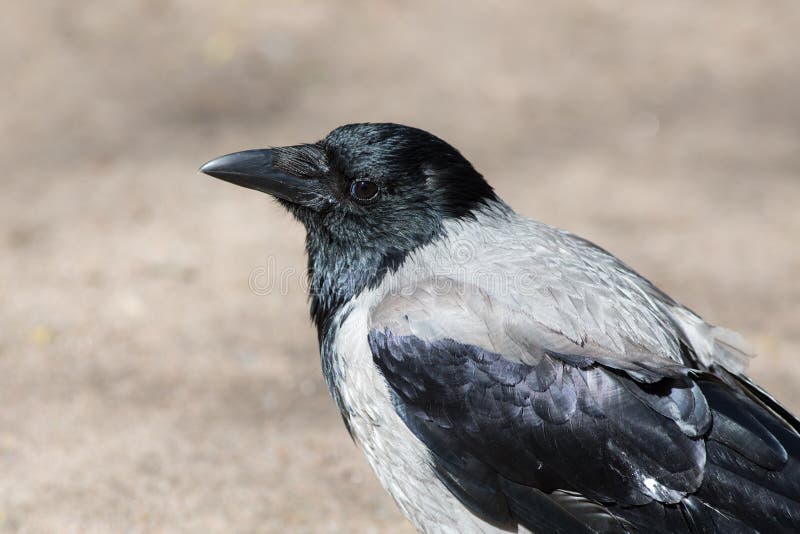 Crow close up stock image. Image of bright, beak, bird - 54144479