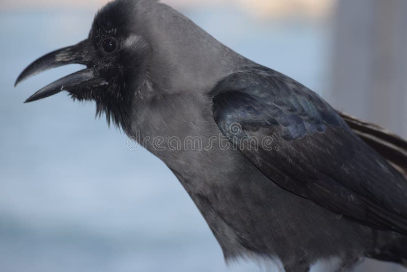 Crow close up side view stock image. Image of crying - 220041229