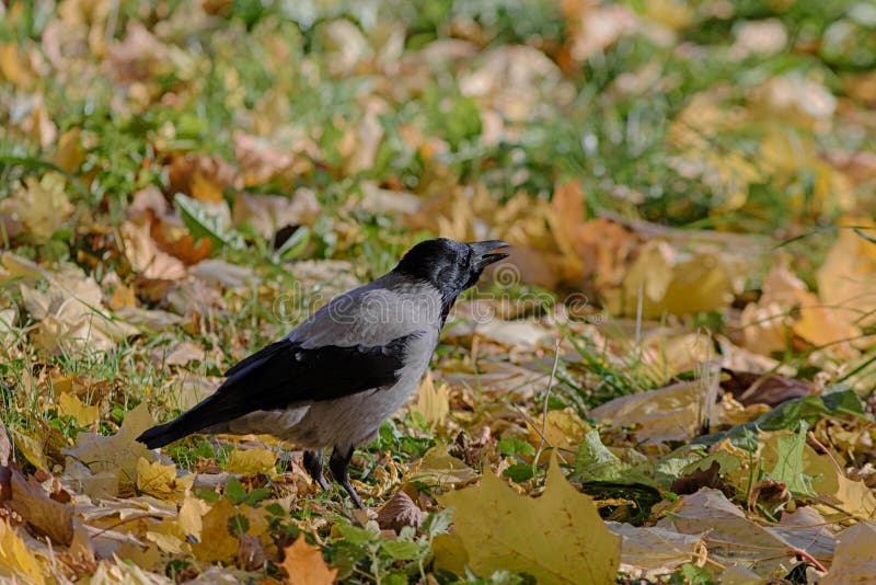 Crow on the autumn leaves stock image. Image of crow - 34614103