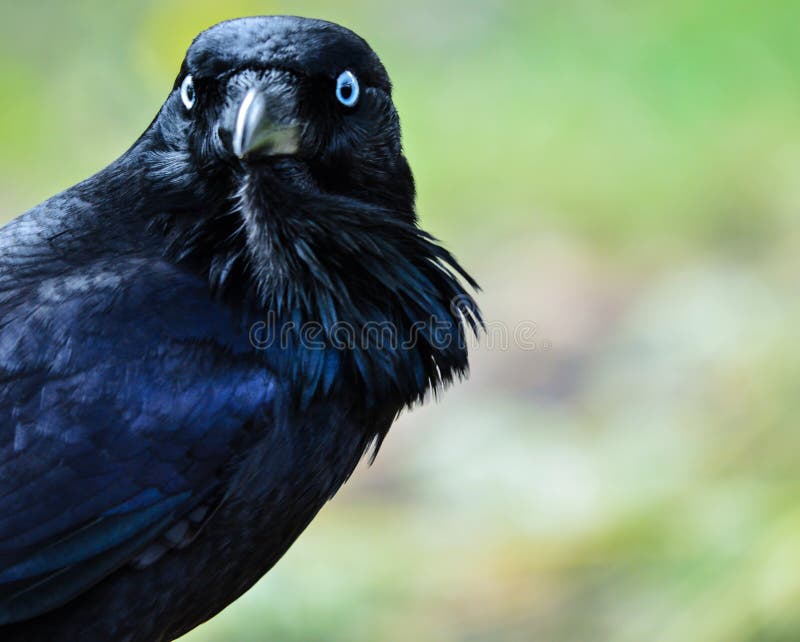 Crow closeup stock image. Image of blue, outdoors, wild - 87761633