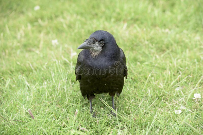 Crow stock image. Image of closeup, crow, wildlife, beak - 57701293