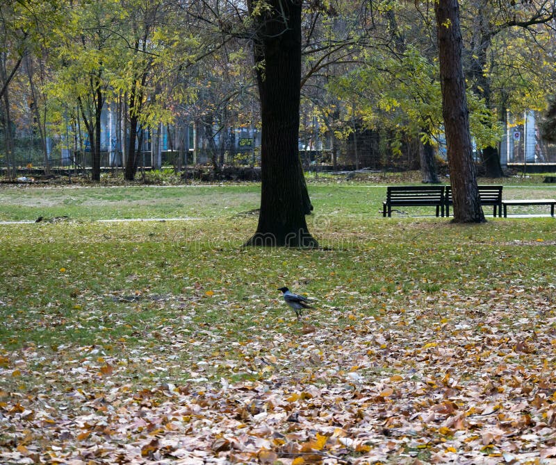 Crow & X28;Corvus Cornix& X29; Eurasian Bird of the Crow Genus Stock ...