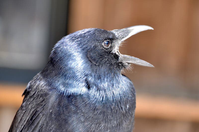 Crow stock photo. Image of smart, beak, bird, urban - 130032176