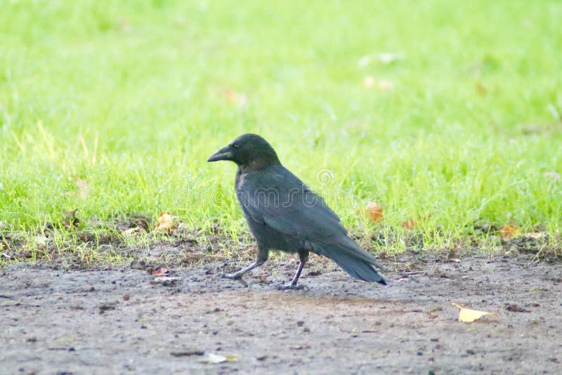 Crow (corvus) Walking on a Path Stock Photo - Image of waterbird, birds ...