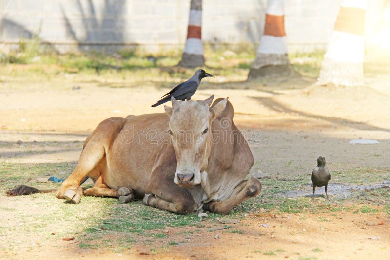Crow and Cow in India stock photo. Image of blue, horn - 31554190