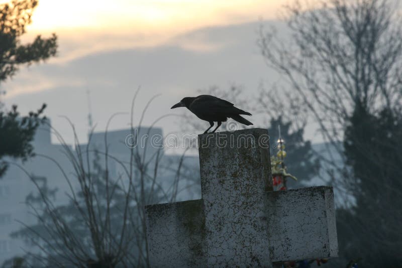 Crow on a Cross in a Cemetery Stock Photo - Image of cross, tradition ...