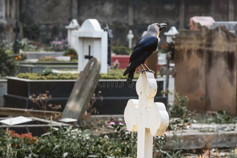 Crow on cross in Cemetery stock image. Image of cross - 171902823