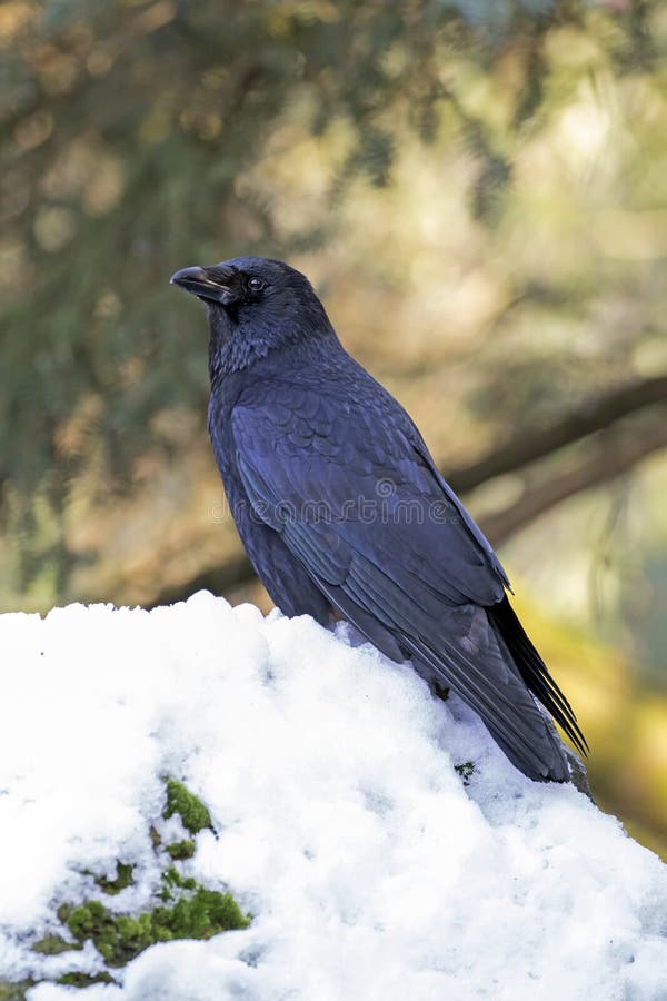Crow stock photo. Image of corvus, fauna, crows, corone - 105017556