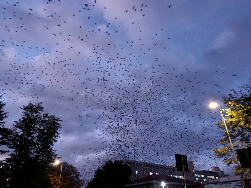 Crow stock photo. Image of magnificent, hospital, night - 261778010