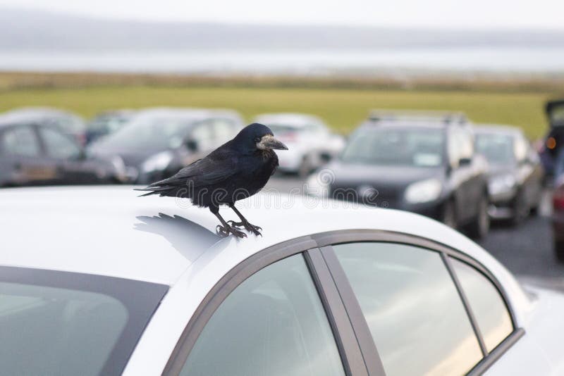 A Crow Sitting on a Car and His Reflection Stock Photo - Image of ...