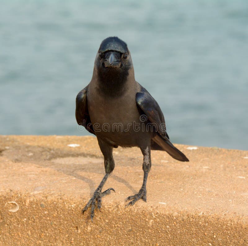 Crow stock image. Image of legend, beak, standing, legs - 140085829