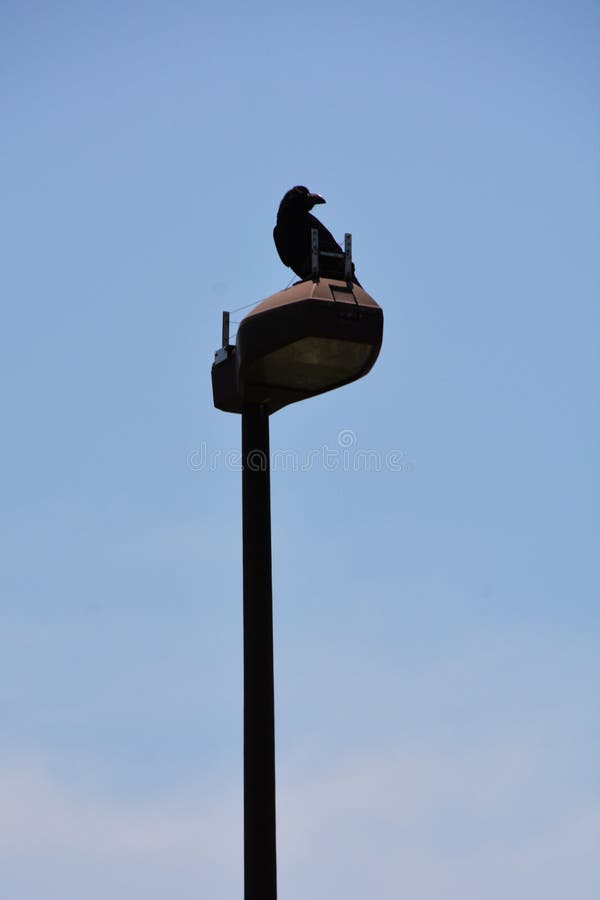 329 Good Crow Stock Photos - Free & Royalty-Free Stock Photos from ...